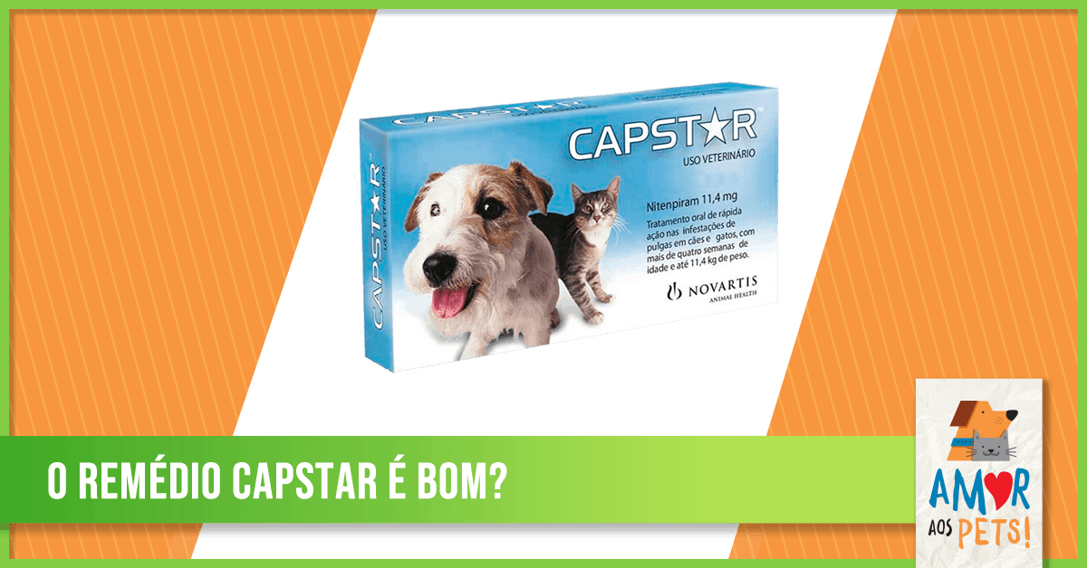 Capstar é Bom? Funciona? Confira os Prós & Contras - Amor aos Pets